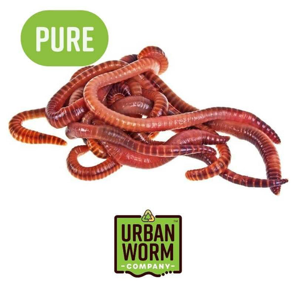 Pure Red Wiggler Composting Worms | Nutshell Stores - Free Shipping