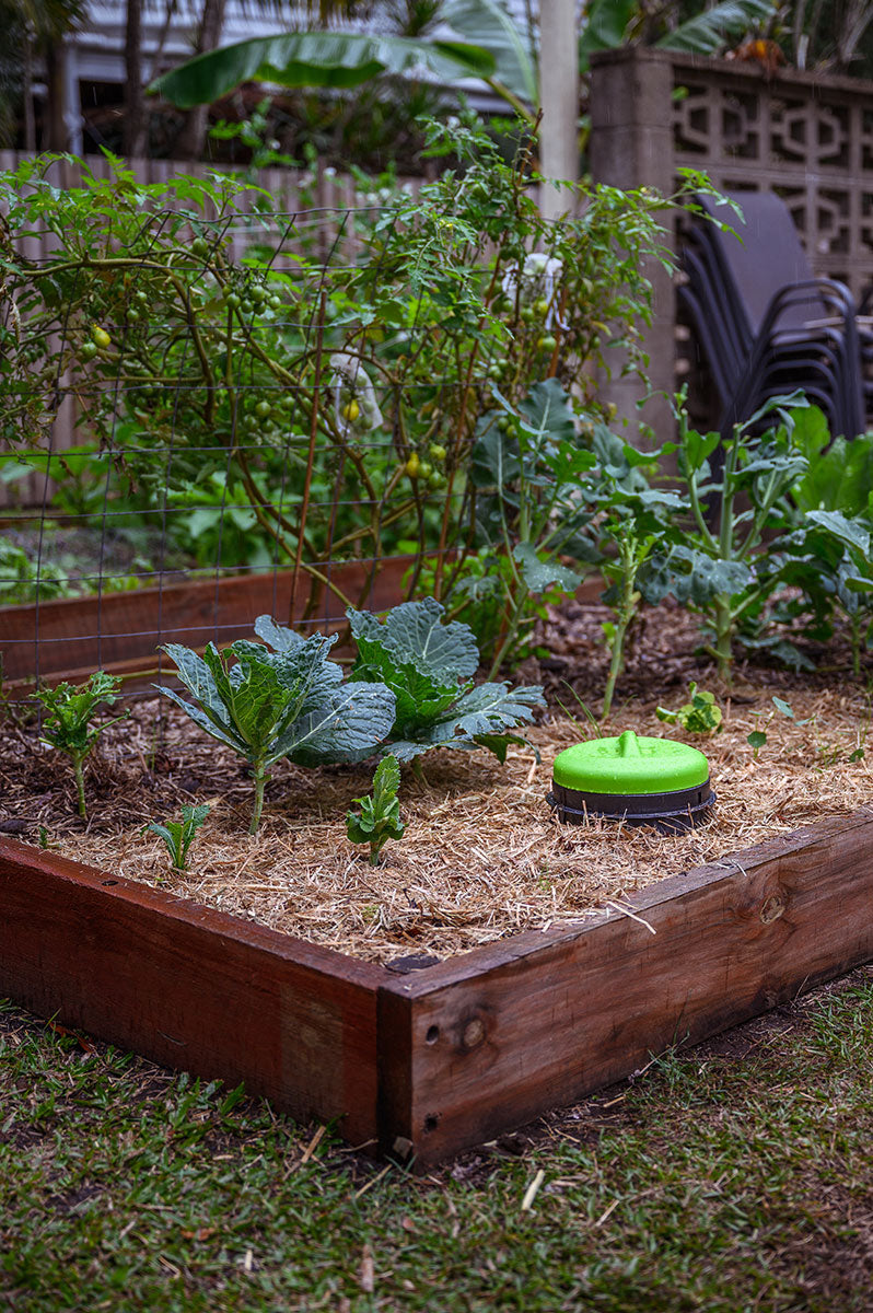 Worm Buffet | In-Ground-Composter – Free Shipping